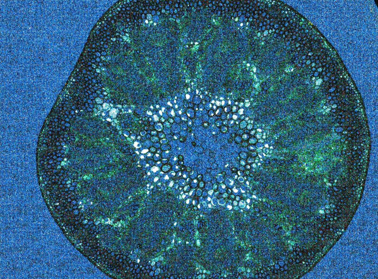 Join us at 12th Botanical Microscopy Meeting - Oxford Instruments