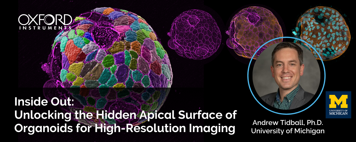 Inside Out: Unlocking the Hidden Apical Surface of Organoids for High ...