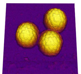 Virus-Like Particles - Asylum Research Learning Centre