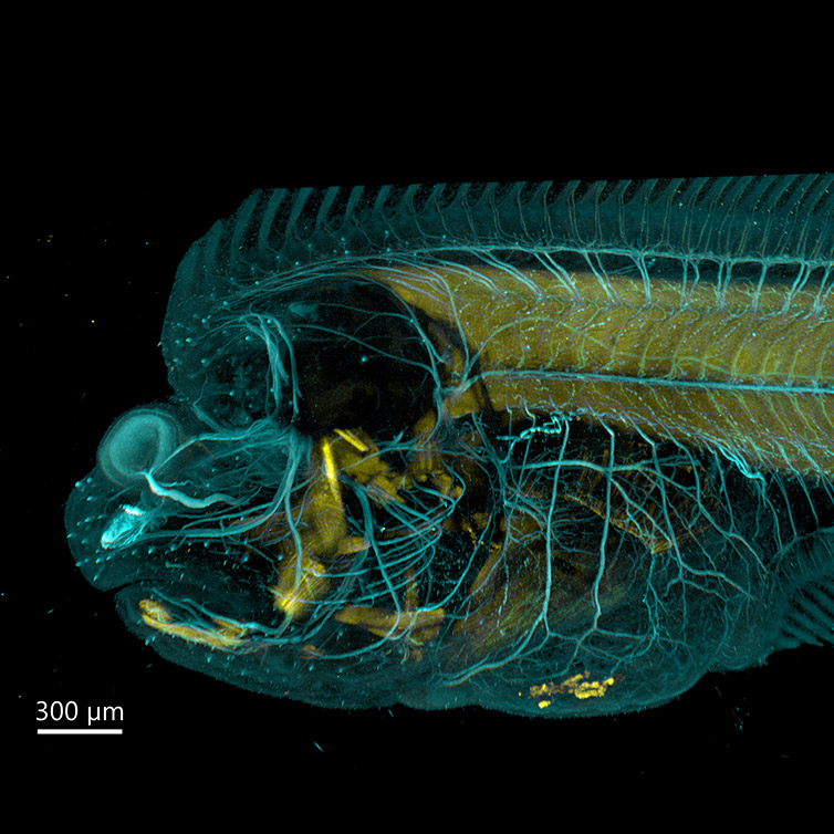 New Andor Benchtop Confocal microscope - BC43- Oxford Instruments