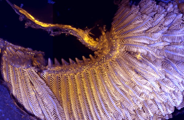 High Resolution Imaging of Zebrafish at Nano and mm Scale- Oxford ...