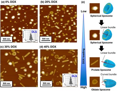 Nanoparticles in Drug Delivery: Using AFM to Characterize ...