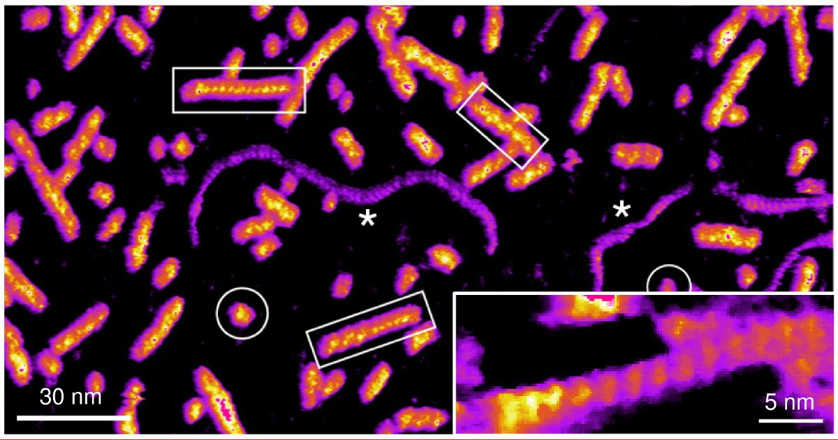 Investigating self-assembled G-wire DNA