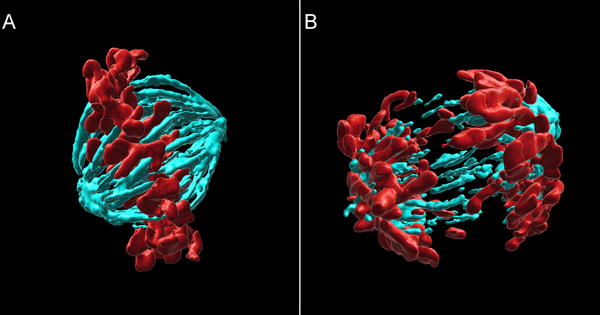 Advantages of Benchtop Confocal (BC43) for Cell Cycle and Cancer ...