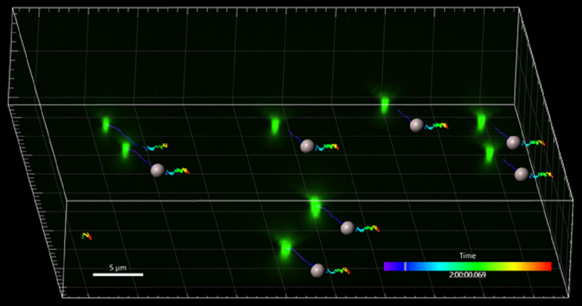 Drift Correction is Illustrated with Imaris and Fast4DReg- Oxford ...