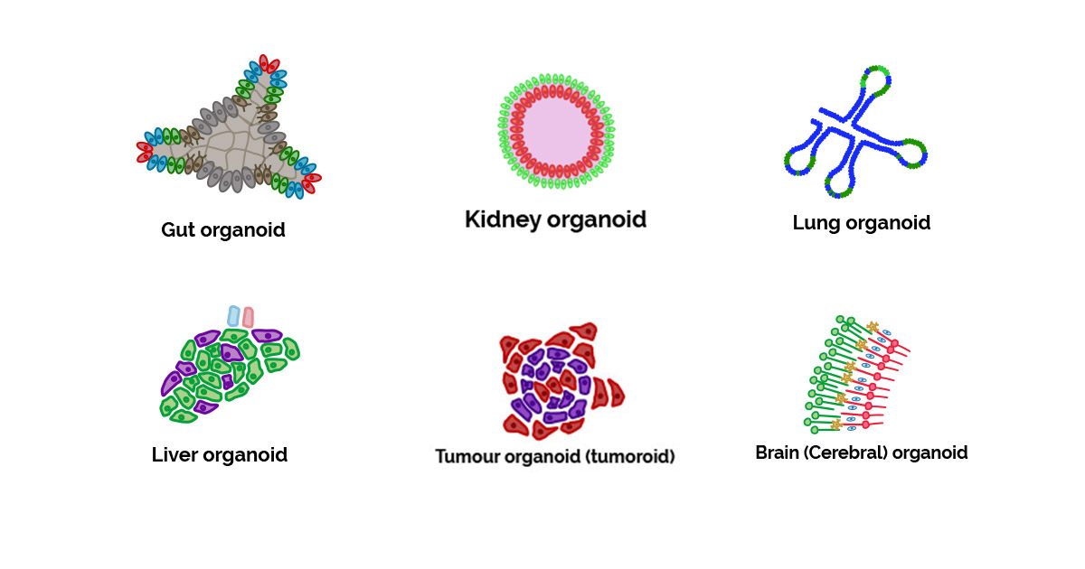 Organoids - Biological Research Models Series- Oxford Instruments