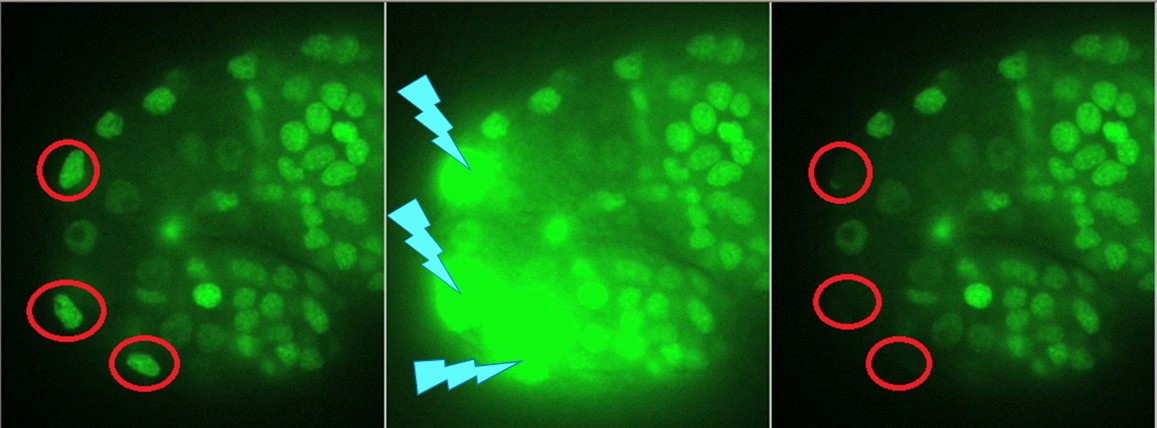 Laser Information for Mosaic Photostimulation- Oxford Instruments