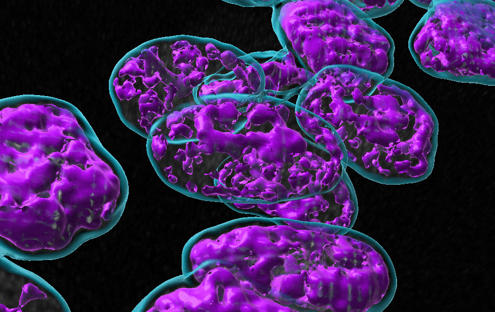 Understanding the Molecular Basis of Epigenetics – Confocal- Oxford ...