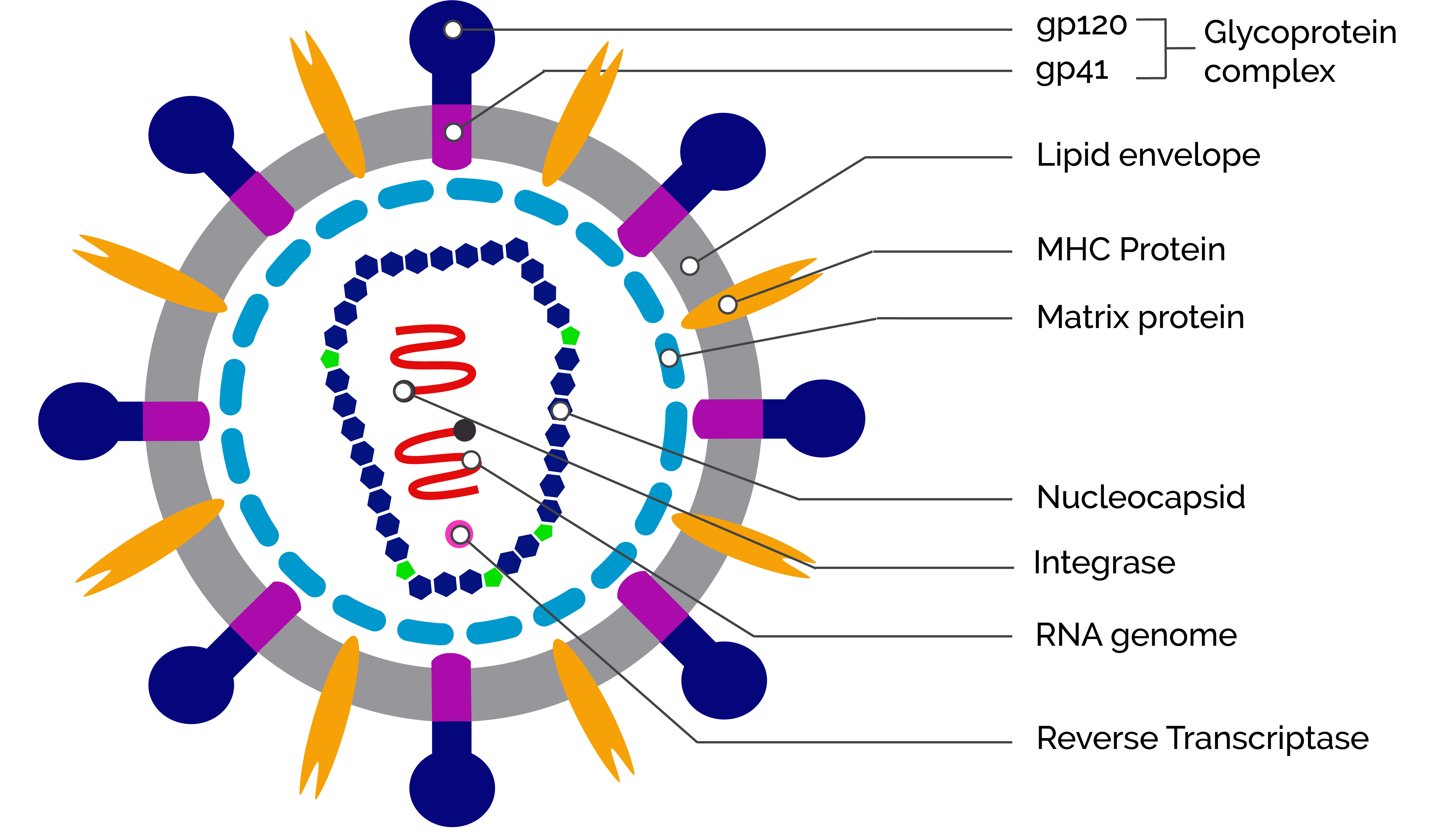 Hiv Protein Synthesis