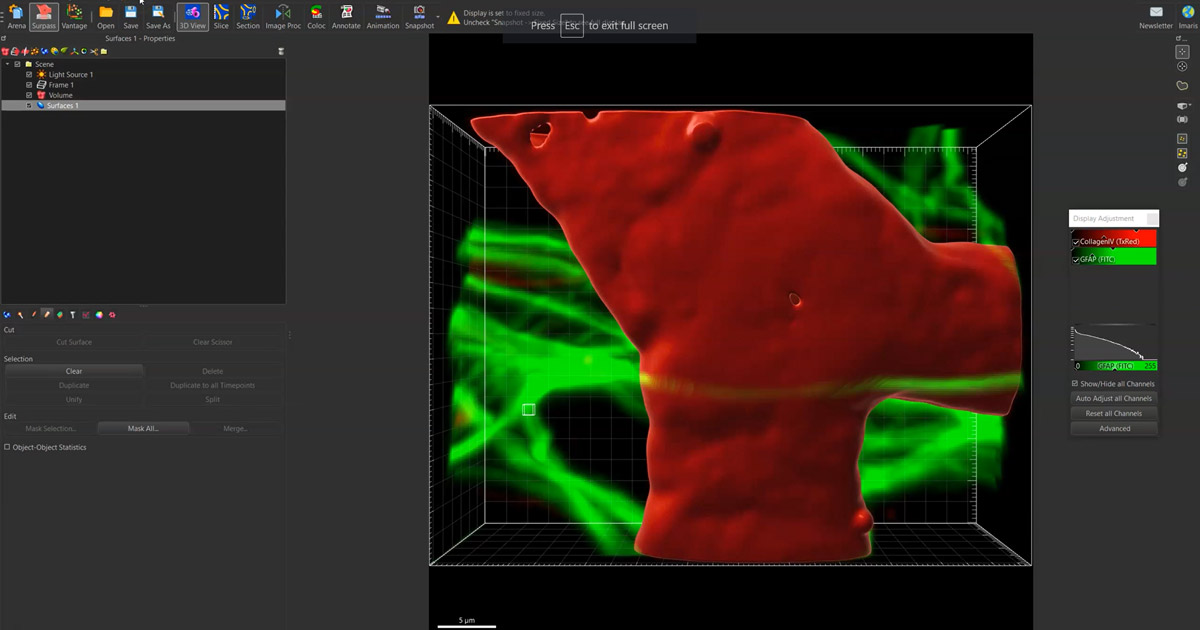 How export Spots, Surface or Filament from Imaris or import a wireframe object- Oxford Instruments