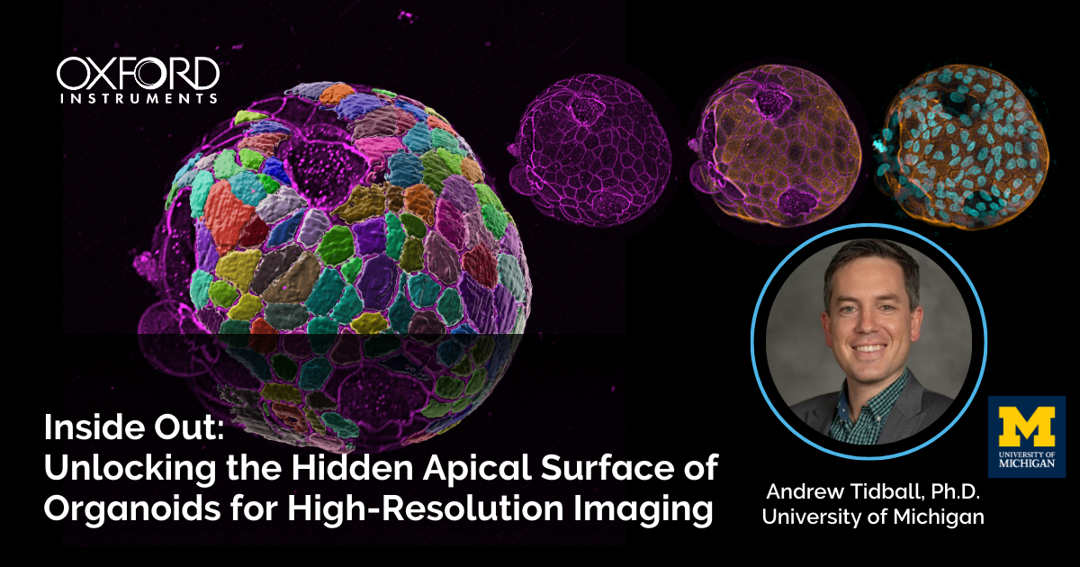 Inside Out: Unlocking the Hidden Apical Surface of Organoids for High ...