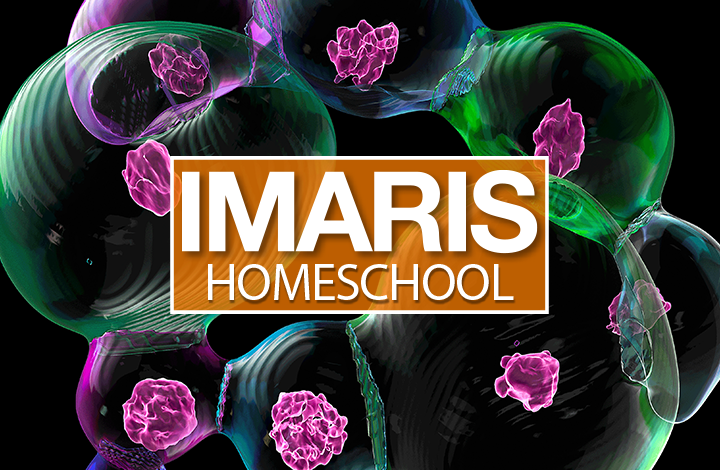 Imaris Filament Tracer | Detecting and Analysing Neuron Morphology and ...