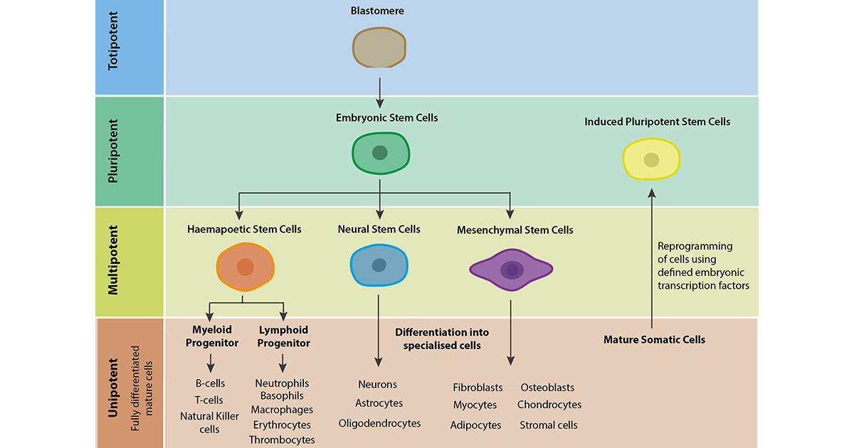 Embryonic Stem Cells