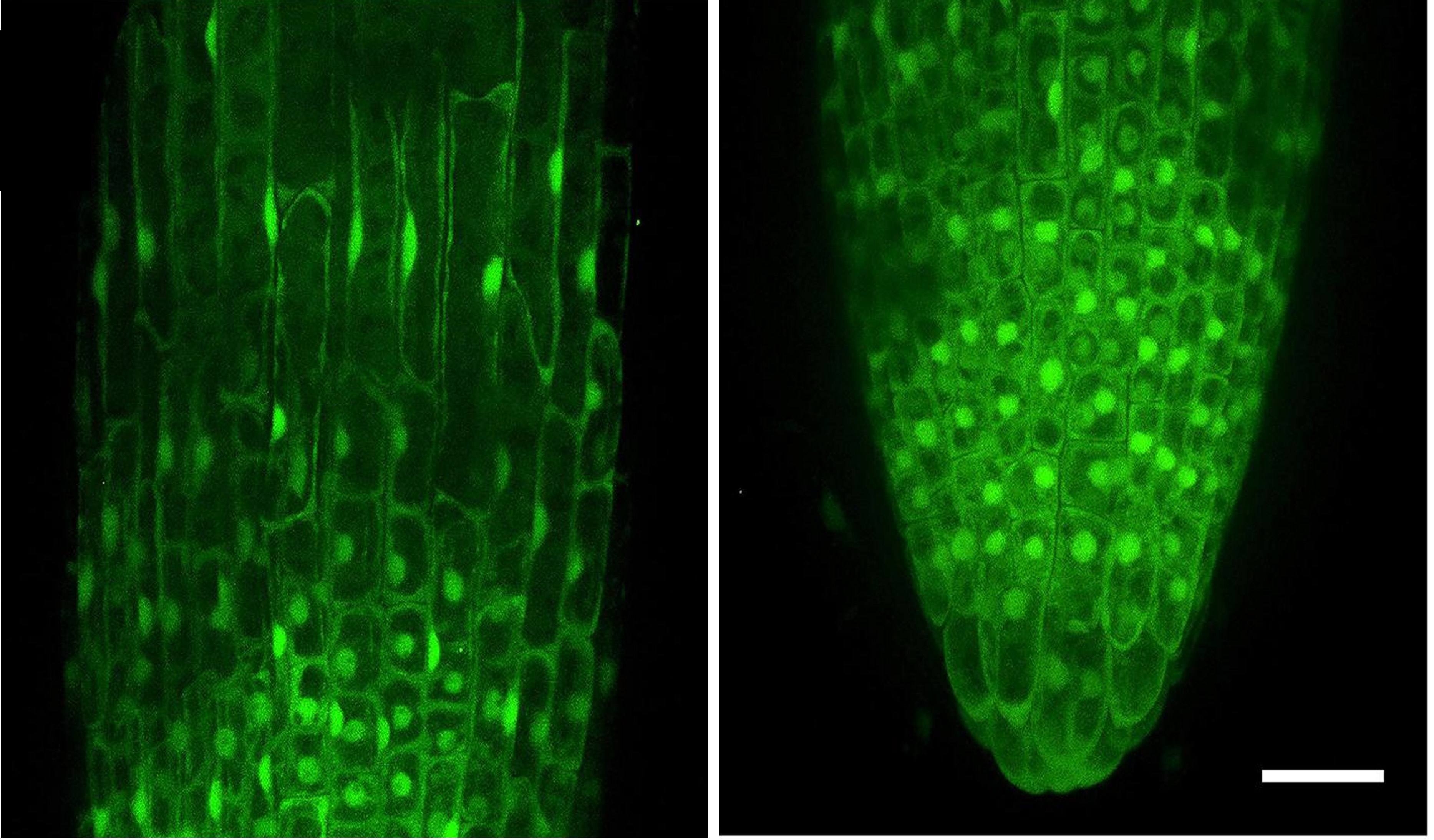 Confocal microscopy Imaging of Gene Expression in Plants- Oxford ...