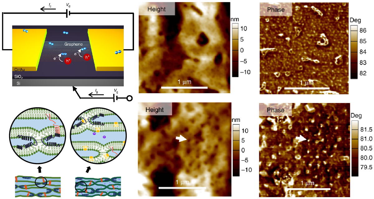 Graphene measures oxygen transport through pulmonary membranes