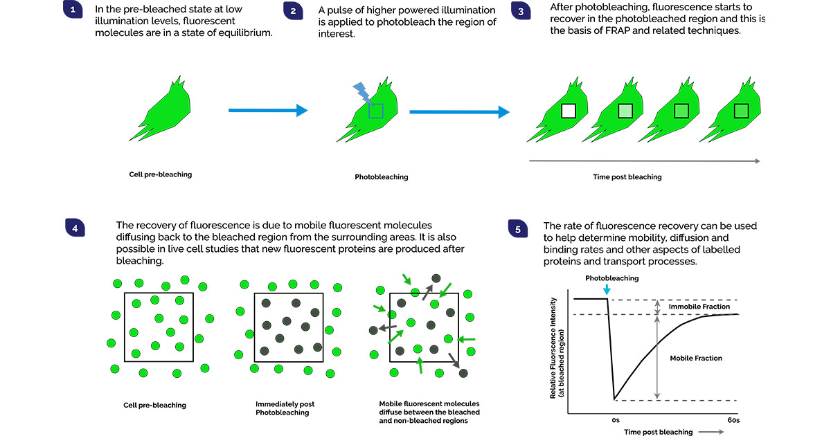 Illumination Solutions for Photobleaching, FLIP, FRAP & FRET- Oxford ...