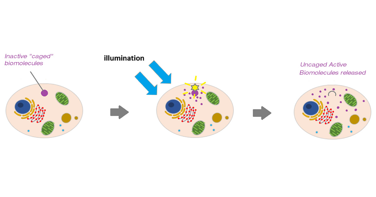 Illumination Solutions for Uncaging — Oxford Instruments Learning Centre