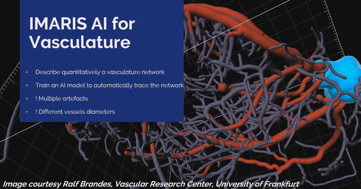 Imaris AI for Vasculature- Oxford Instruments