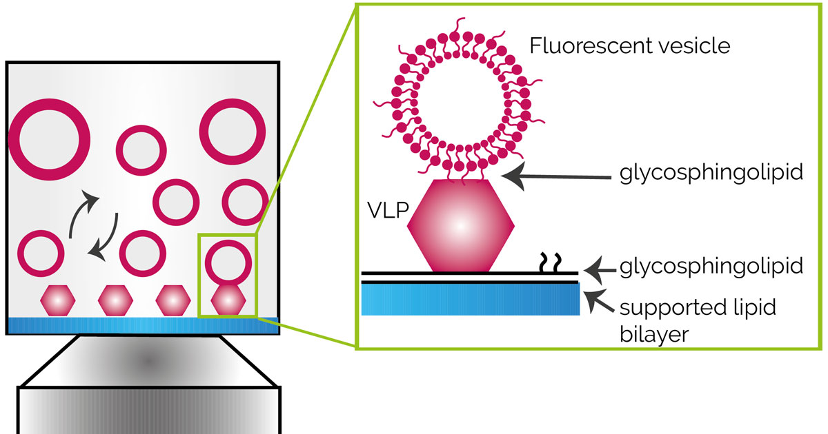 Development of Virus Biosensor for Detection of Viruses - Andor ...