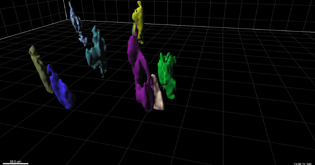 Color code surfaces based on track - Imaris Learning Centre- Oxford ...