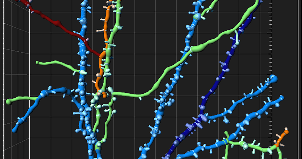 Filaments Branch Hierarchy - Imaris Learning Centre- Oxford Instruments
