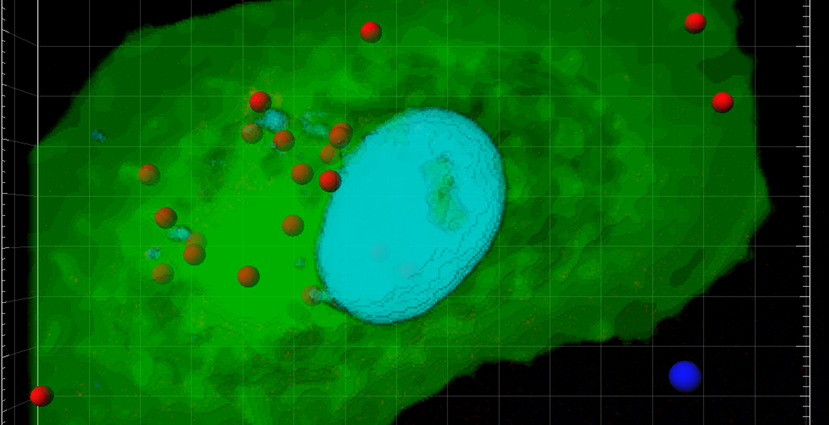 Vesicle Outside Cell - Imaris Learning Centre- Oxford Instruments